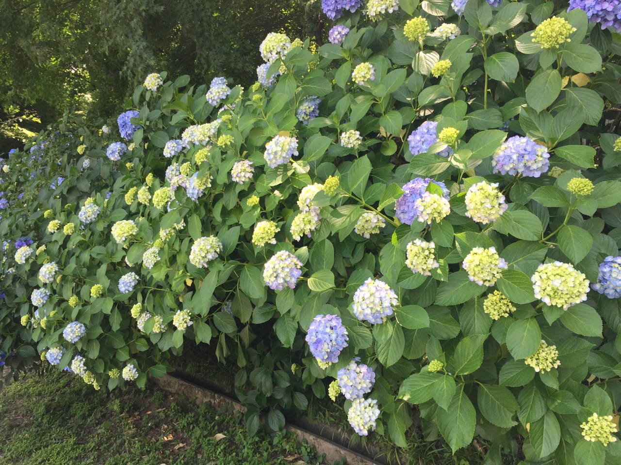 紫陽花の咲く季節に | 青山・吉祥寺でショートの得意な美容室・ヘアサロン RENJISHI
